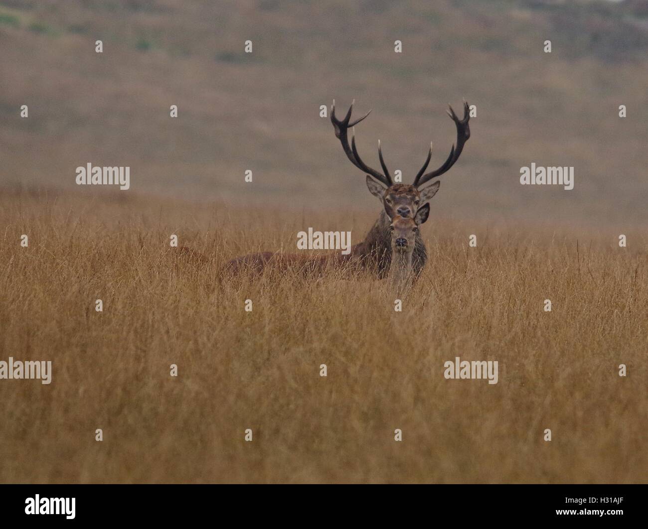 Big moor derbyshire hi-res stock photography and images - Alamy