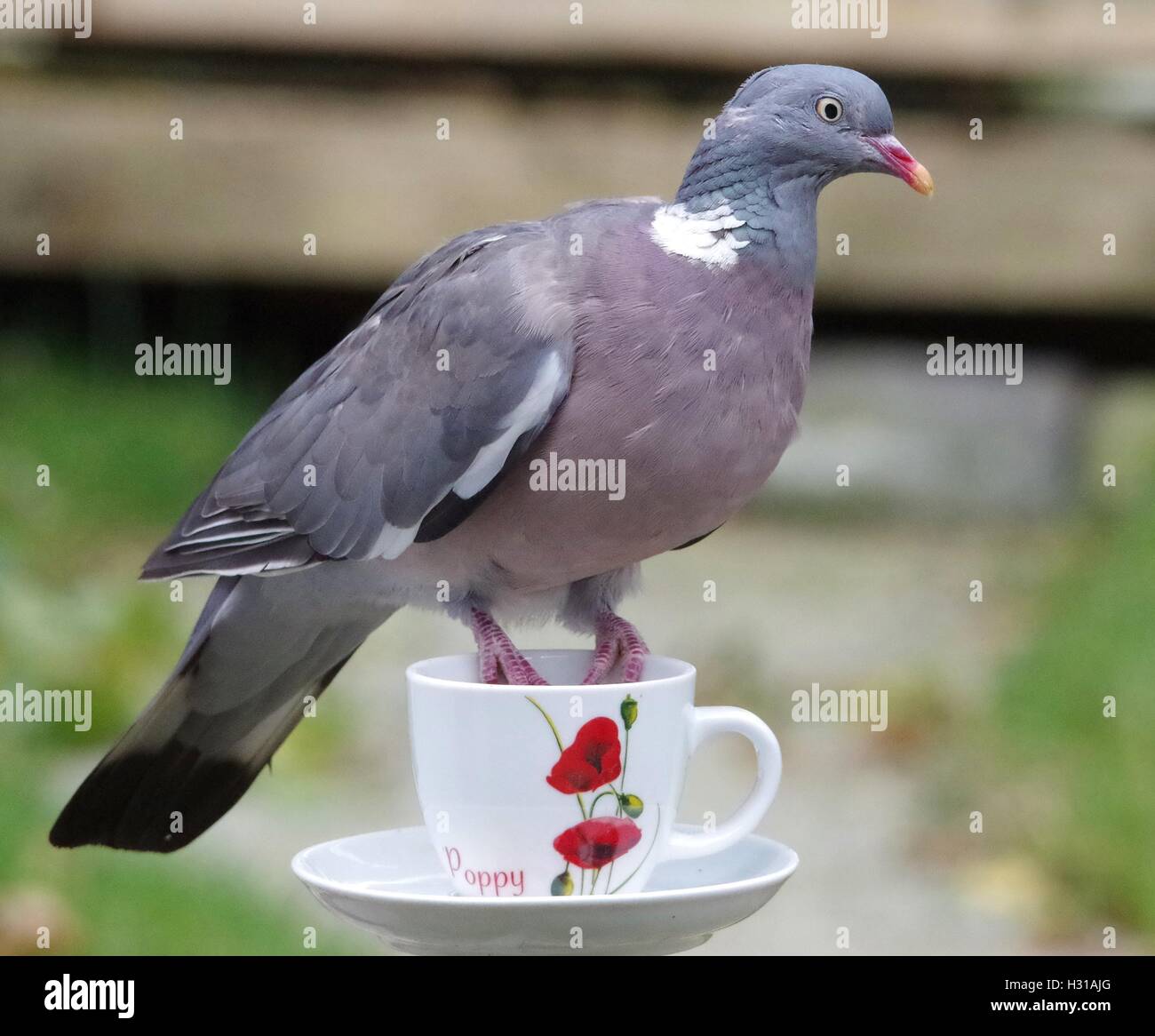 wood pigeon sitting on tea cup Stock Photo - Alamy