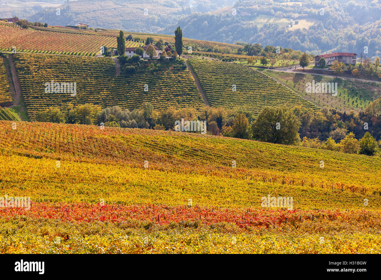 Red, yellow, green and orange vineyards on hills of Piedmont at autumn ...