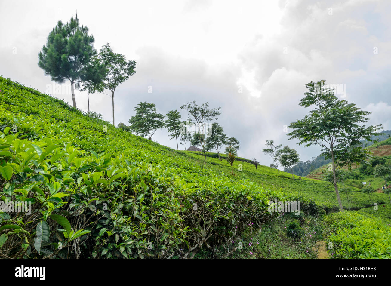 Tea plantation landscape china hi-res stock photography and images - Alamy