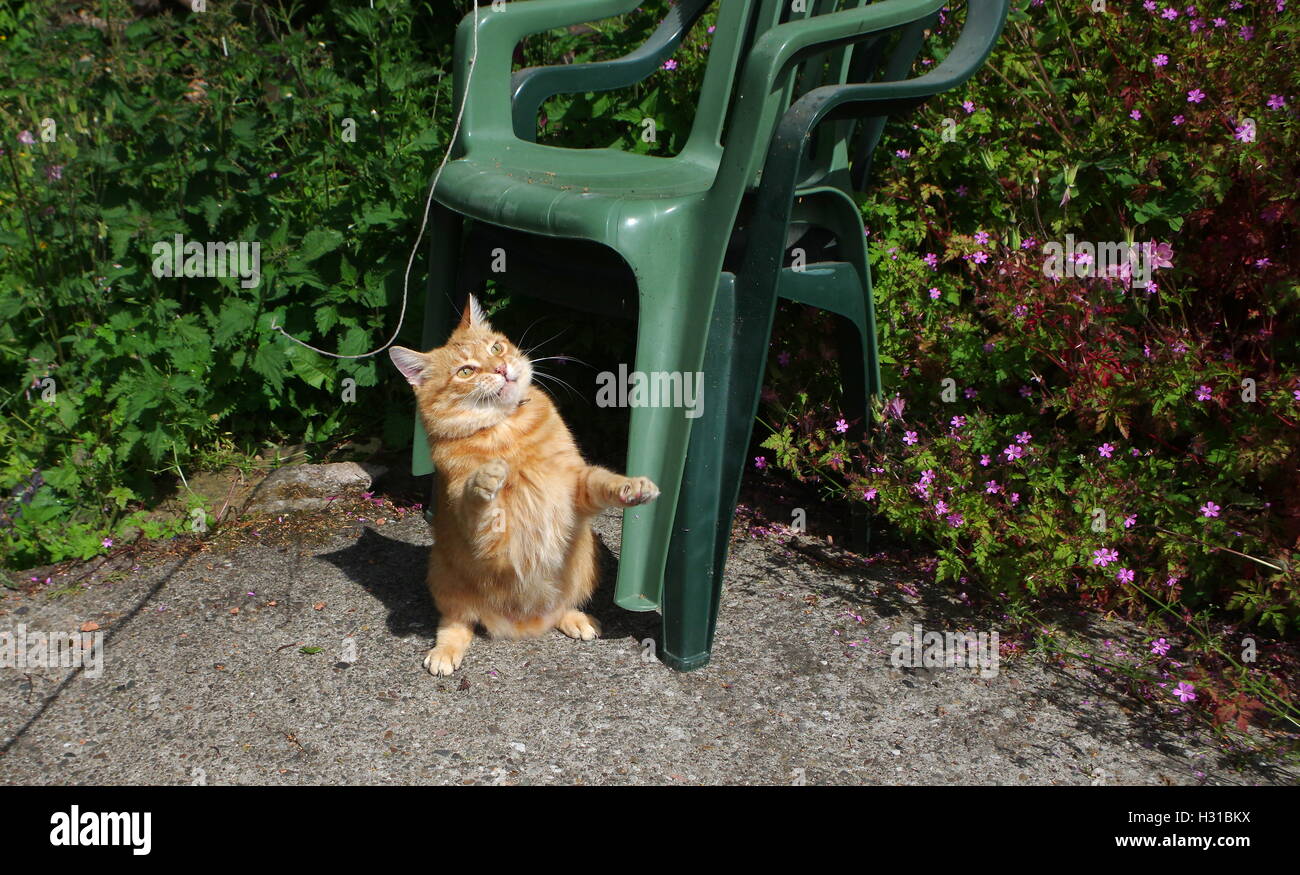 Confused flowers hi-res stock photography and images - Alamy