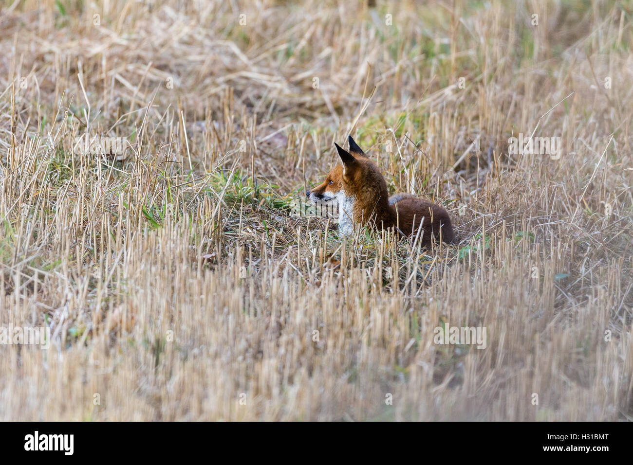 Red fox in a corn field Stock Photo - Alamy