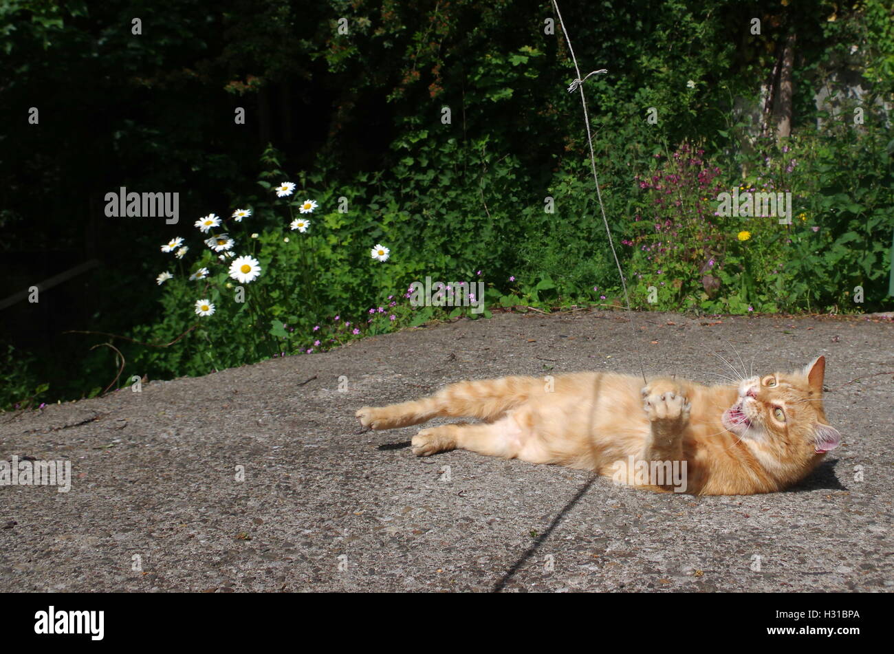 Excited cat hi-res stock photography and images - Alamy