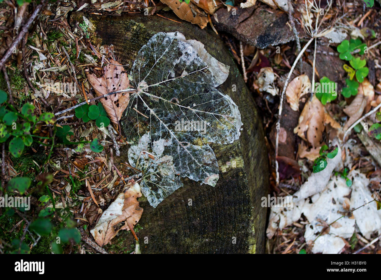 Maple leave stuck on a tree stump Stock Photo - Alamy