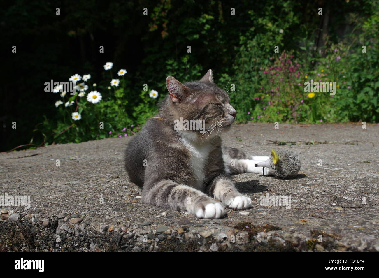 Relaxed cat hi-res stock photography and images - Alamy