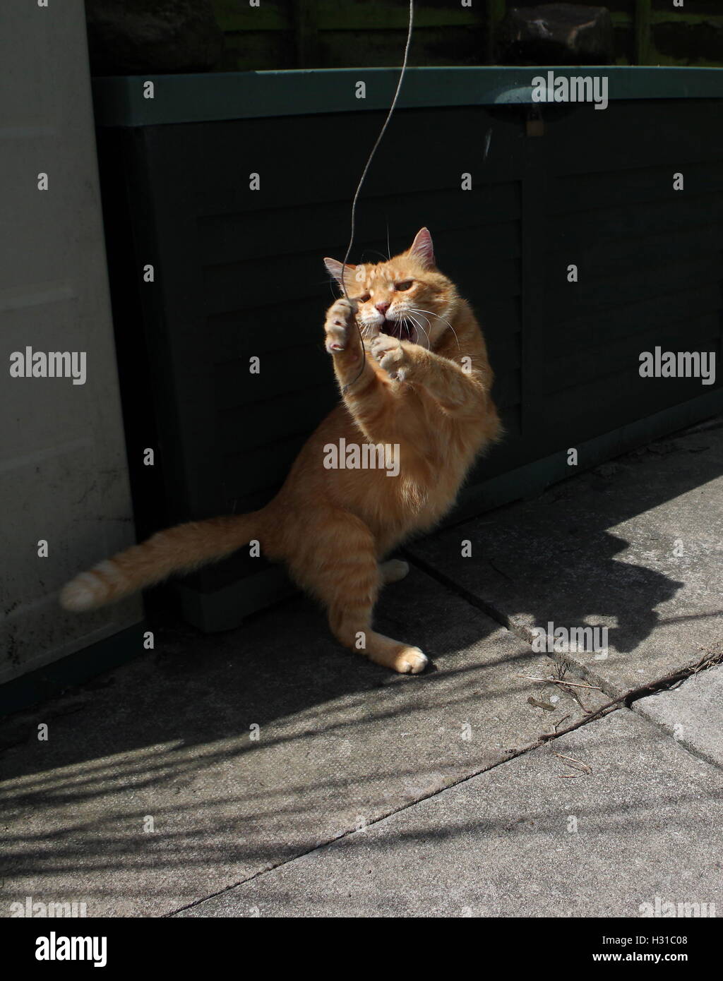 Ginger cat playing with string Stock Photo - Alamy