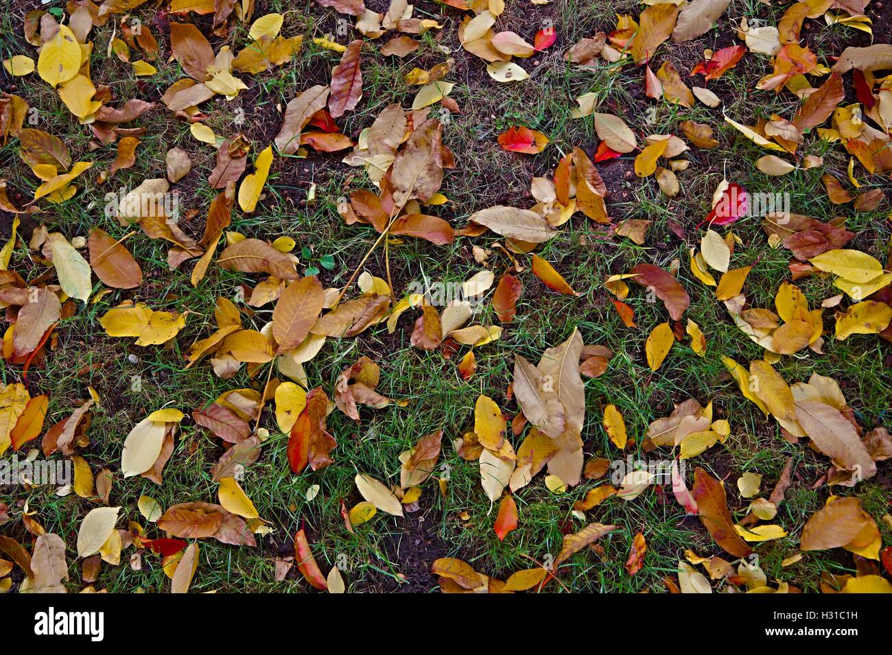 Fallen leaves on grass Stock Photo - Alamy