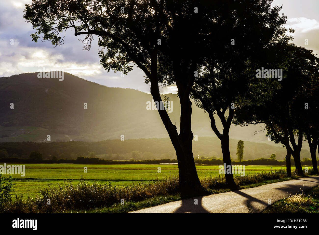 Beautiful sunset through the trees, empty way in the fields of Alsace ...