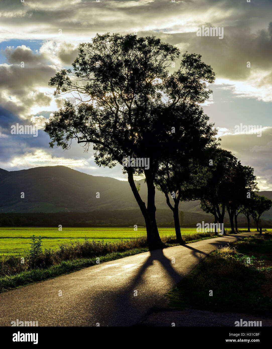 Beautiful sunset through the trees, empty way in the fields of Alsace ...