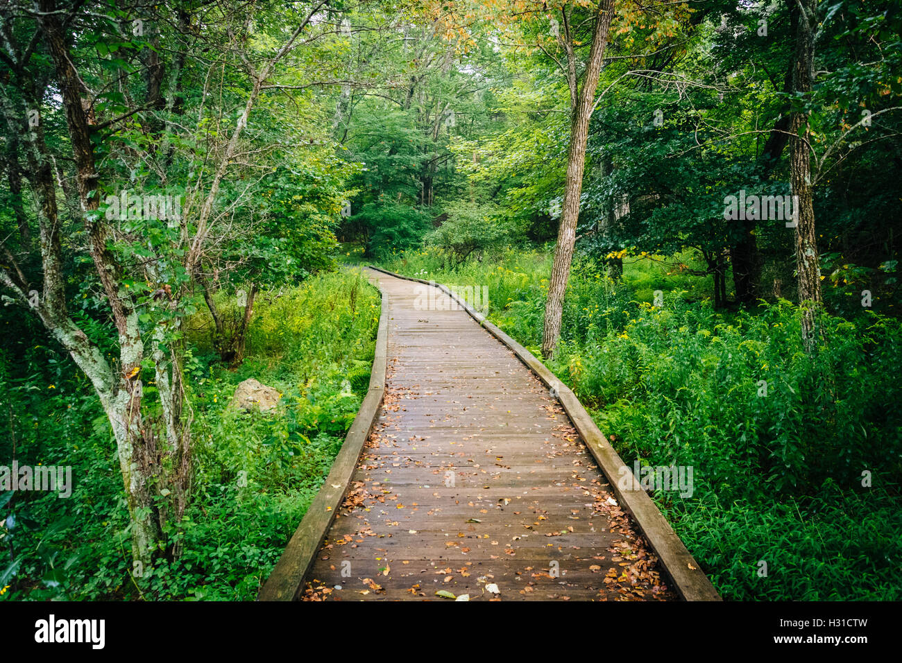 Boardwalk path along the Limberlost Trail in Shenandoah National Park ...