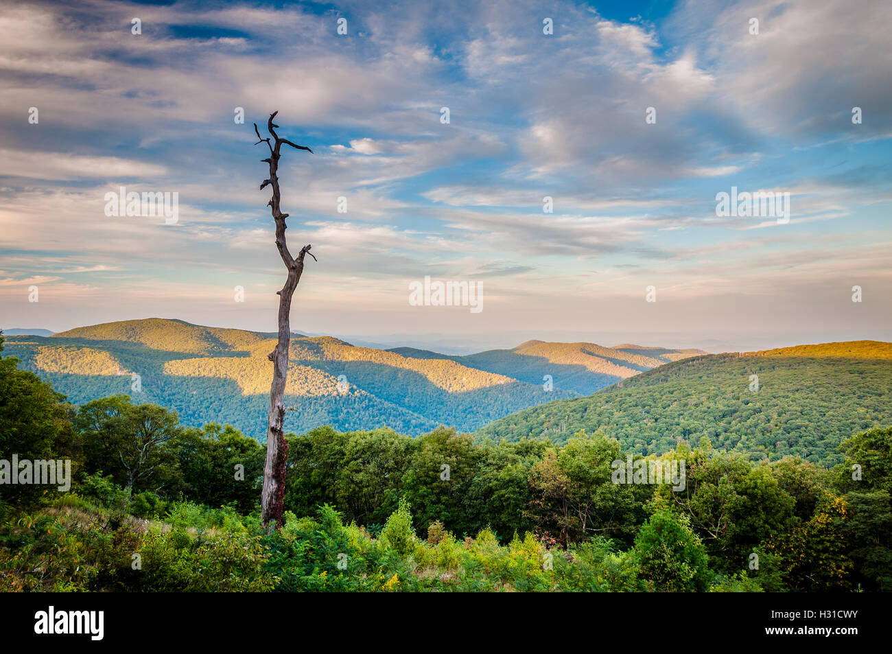 Dead tree and view of the Blue Ridge at Thoroughfare Overlook, on ...