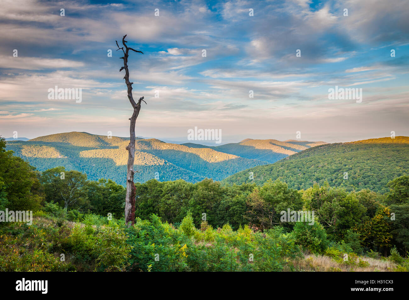 Dead tree and view of the Blue Ridge at Thoroughfare Overlook, on ...