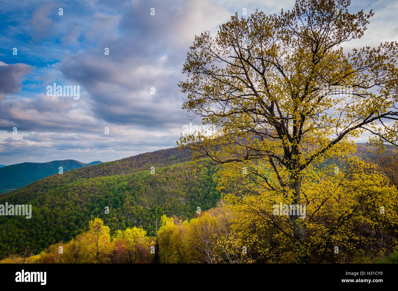 Early spring view of the Blue Ridge Mountains in Shenandoah National ...