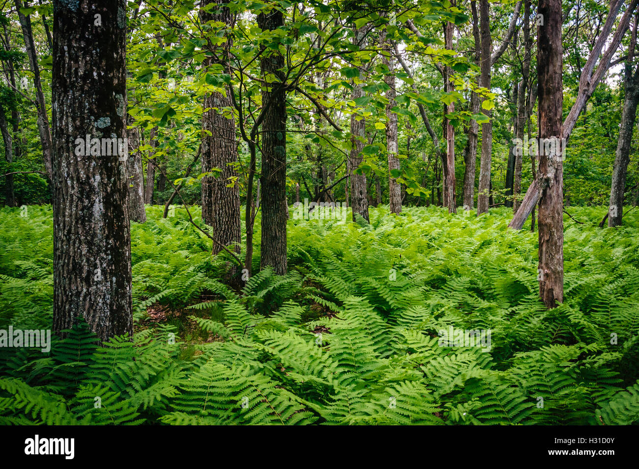 Ferns and trees in a forest in Shenandoah National Park, Virginia Stock ...