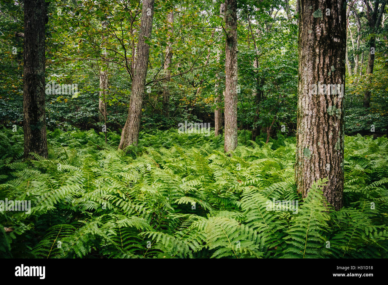 Ferns and trees in the forest, in Shenandoah National Park, Virginia ...