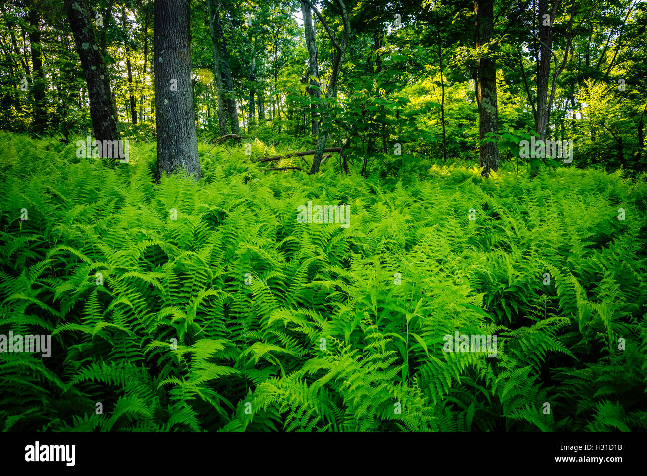 Ferns in a forest in Shenandoah National Park, Virginia Stock Photo - Alamy