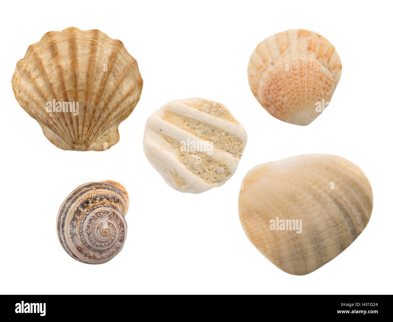 Seashells isolated on the white background Stock Photo - Alamy