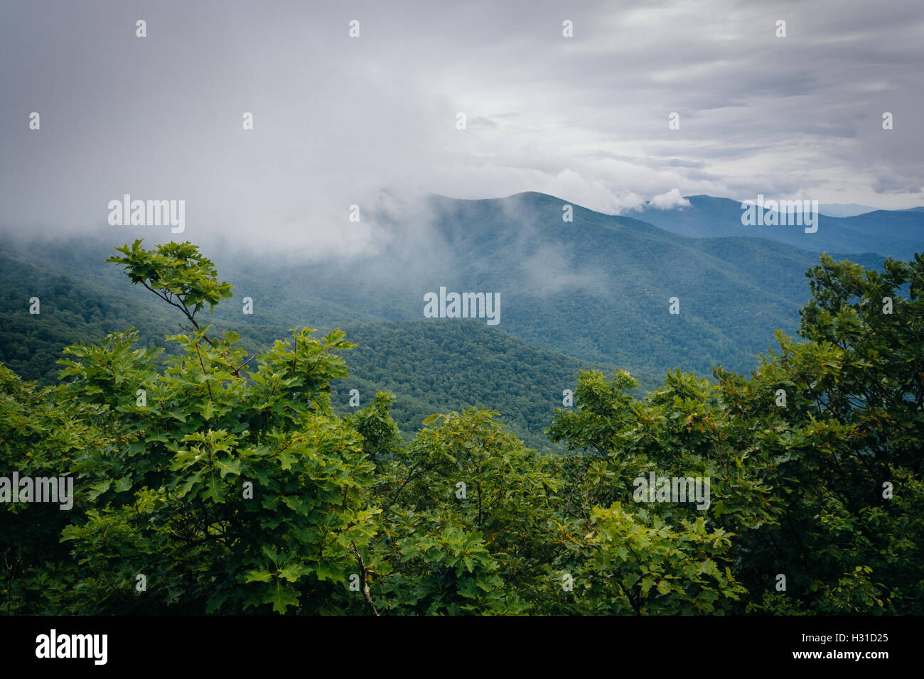 Foggy view of the Blue Ridge Mountains from Skyline Drive in Shenandoah ...