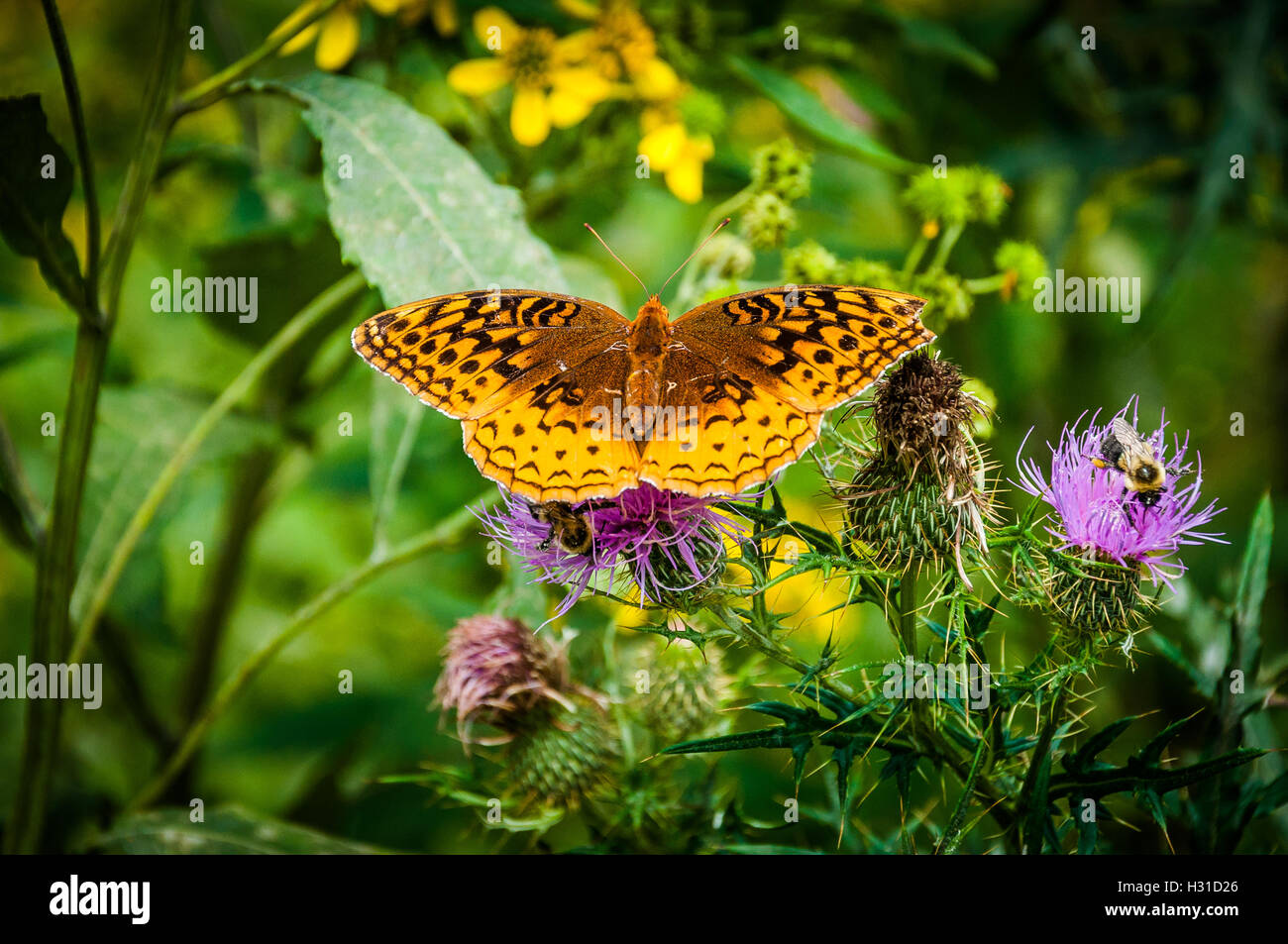 Great Spangled Fritillary butterfly on a purple thistle flower in ...