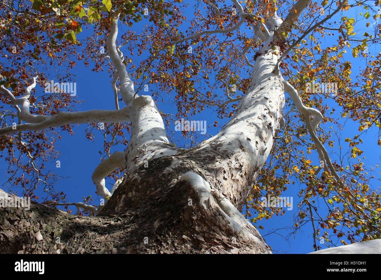 Buttonwood Sycamore Tree