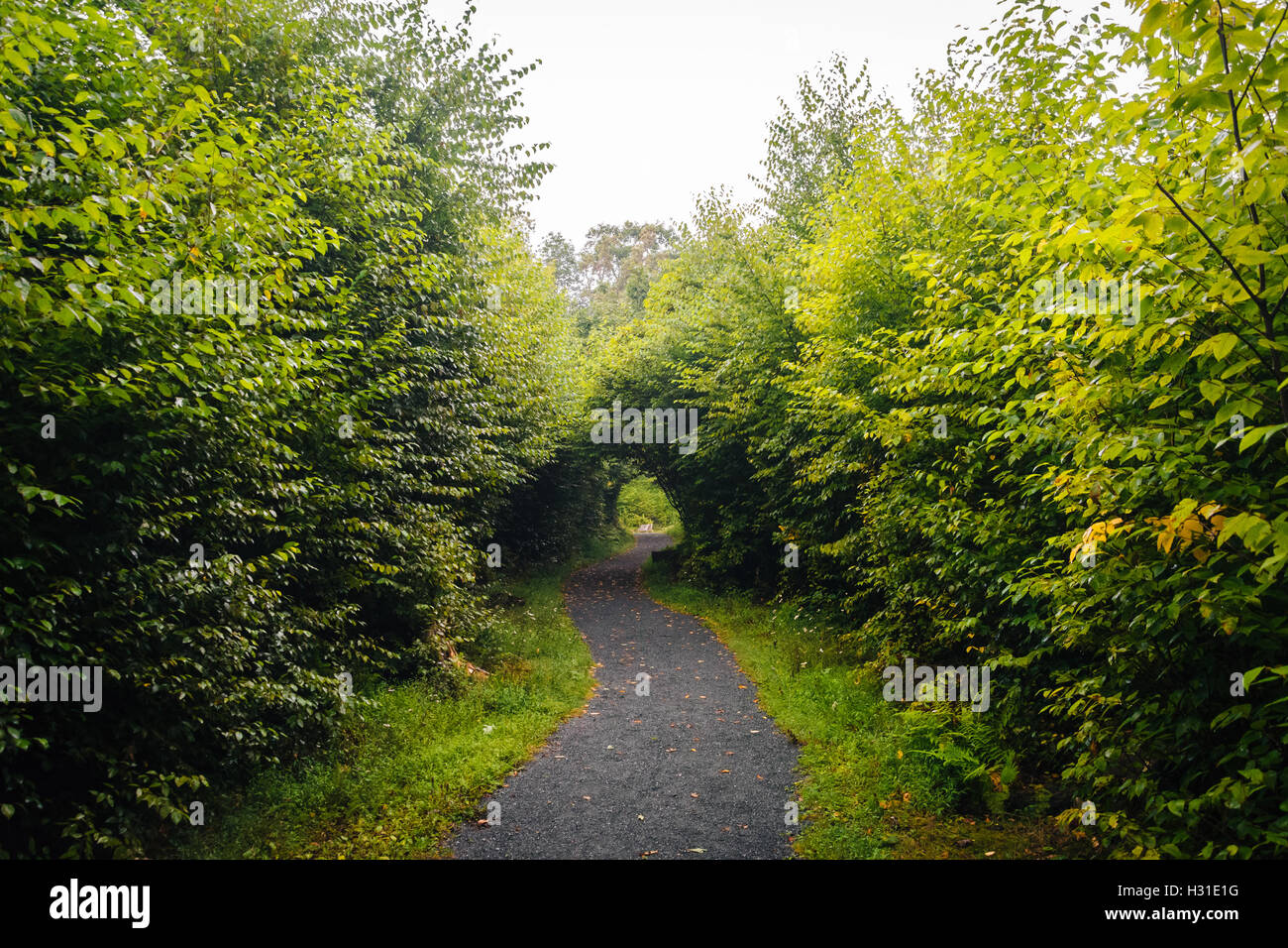 The Limberlost Trail, in Shenandoah National Park, Virginia Stock Photo ...