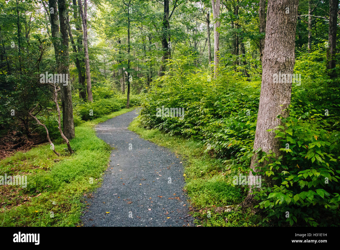 The Limberlost Trail, in Shenandoah National Park, Virginia Stock Photo ...
