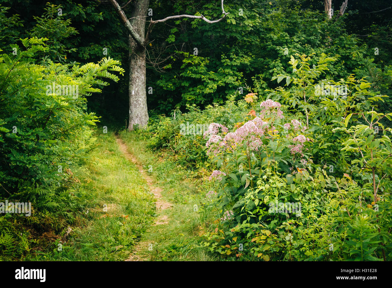 Trail in a forest, in Shenandoah National Park, Virginia Stock Photo ...