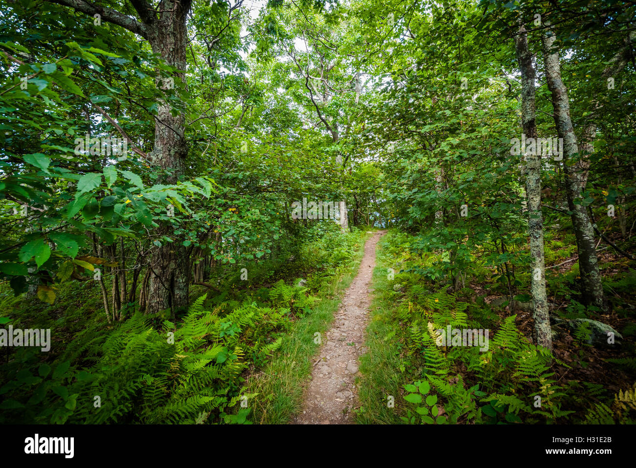 Trail through a forest, in Shenandoah National Park, Virginia Stock ...