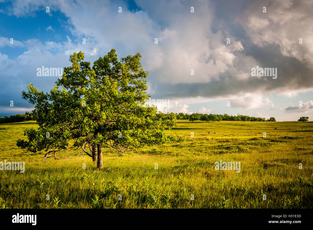 Tree in big meadows hi-res stock photography and images - Alamy
