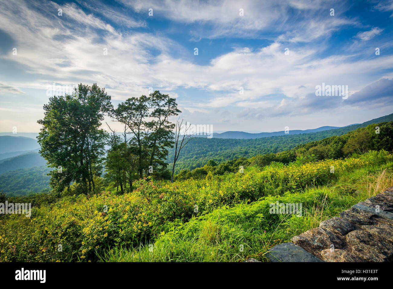 Blue ridge mountains trees hi-res stock photography and images - Alamy