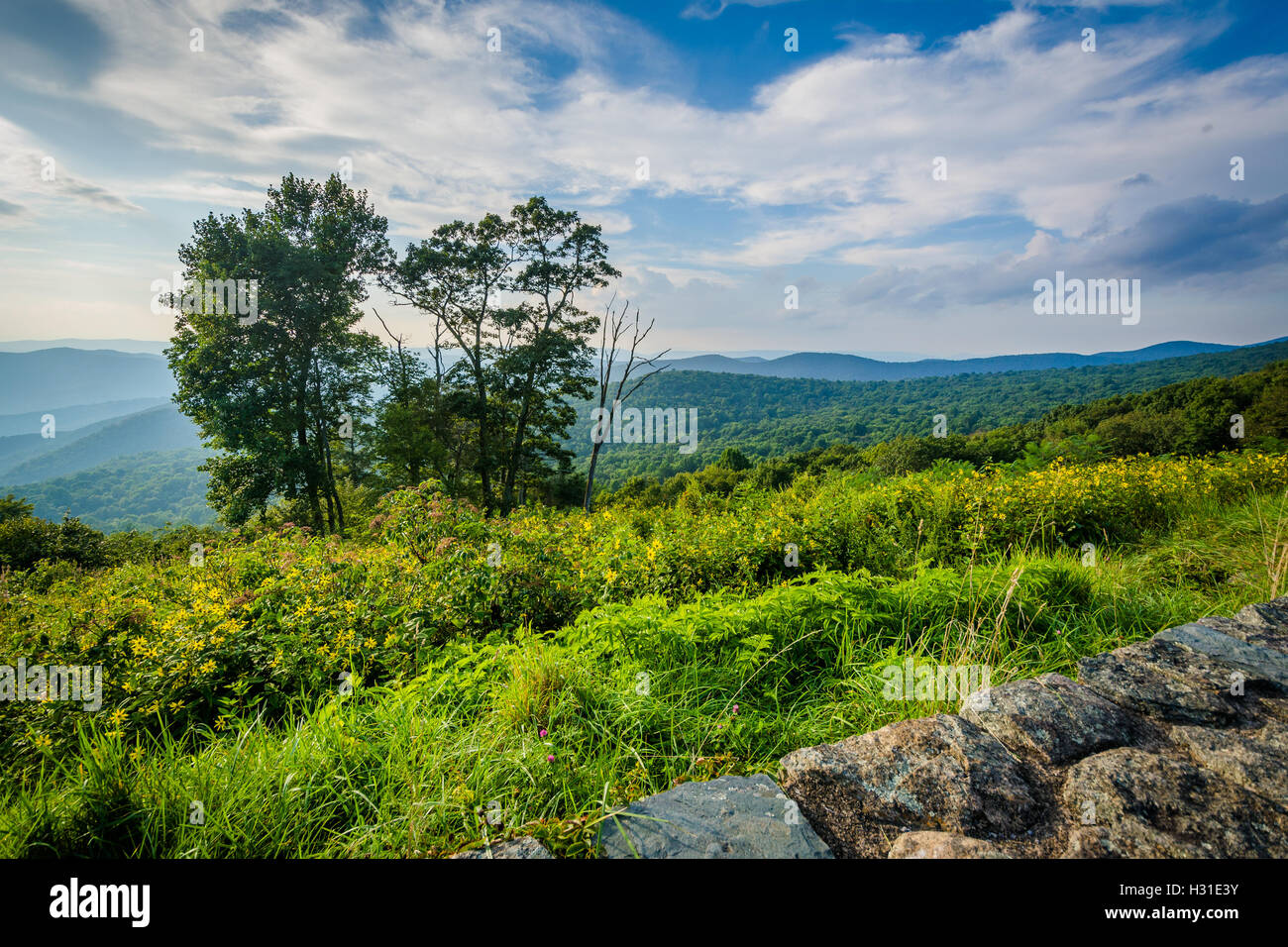 Blue ridge mountains trees hi-res stock photography and images - Alamy