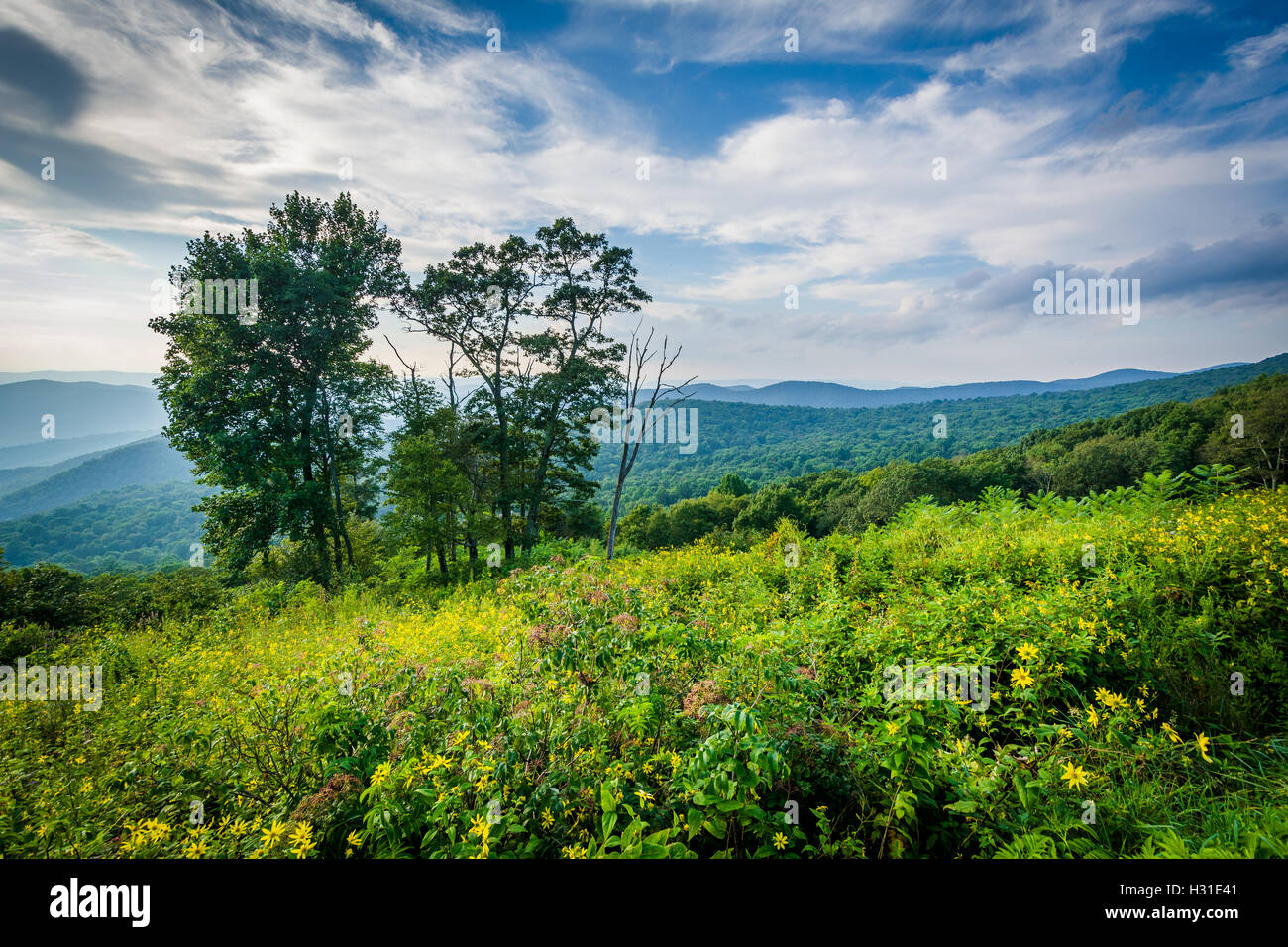 Blue ridge mountains trees hi-res stock photography and images - Alamy