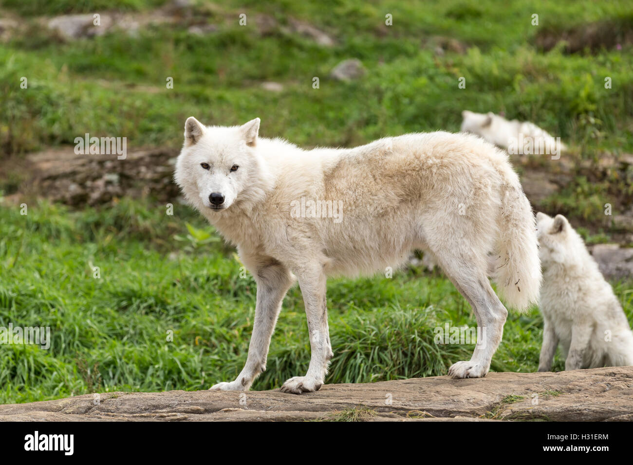 An Arctic Wolf in a fall forest Stock Photo - Alamy