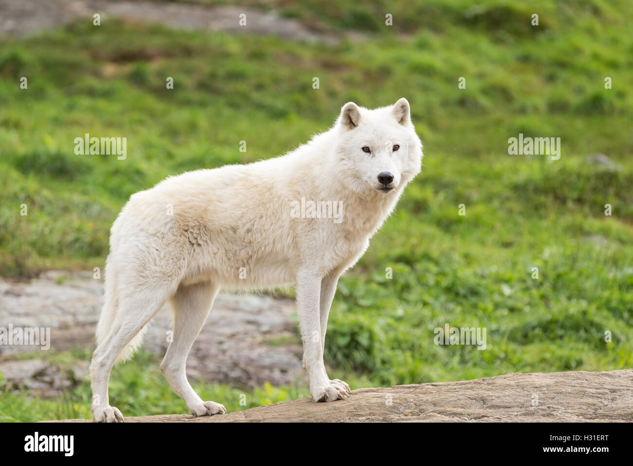An Arctic Wolf in a fall forest Stock Photo - Alamy