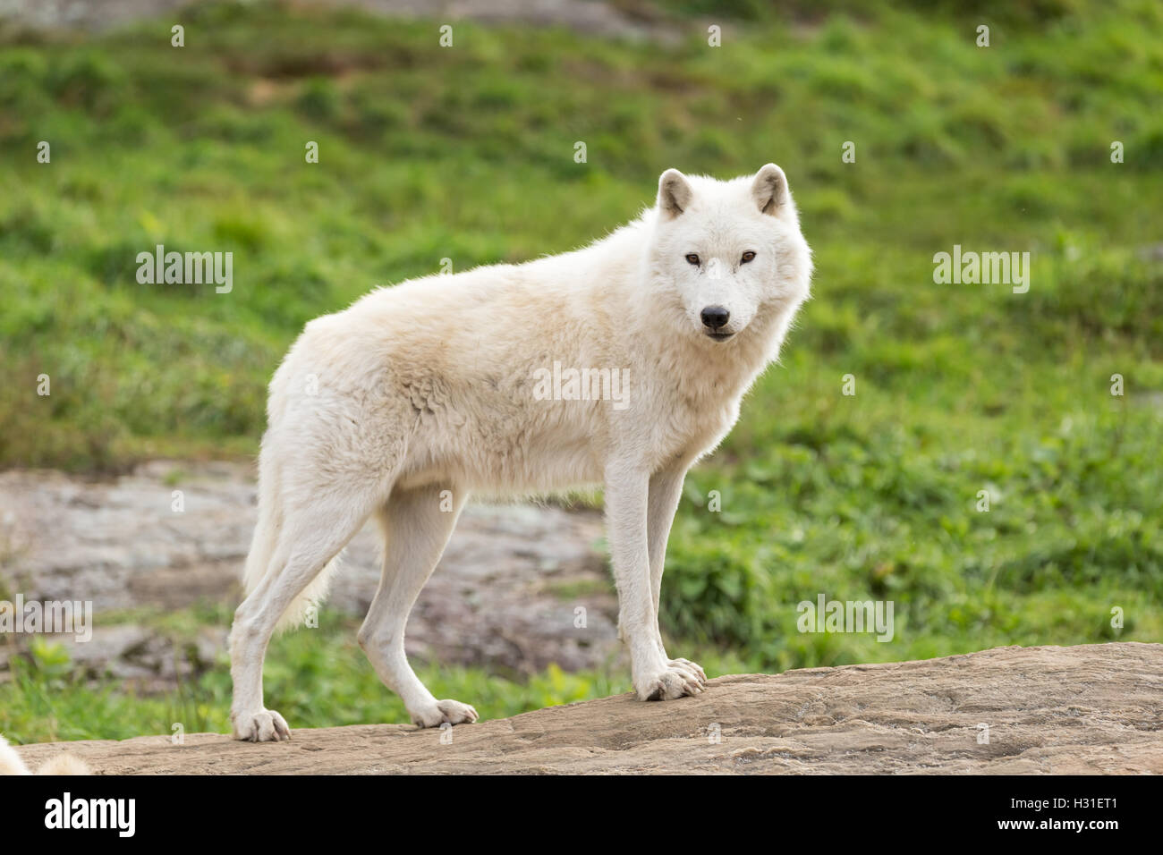 An Arctic Wolf in a fall forest Stock Photo - Alamy