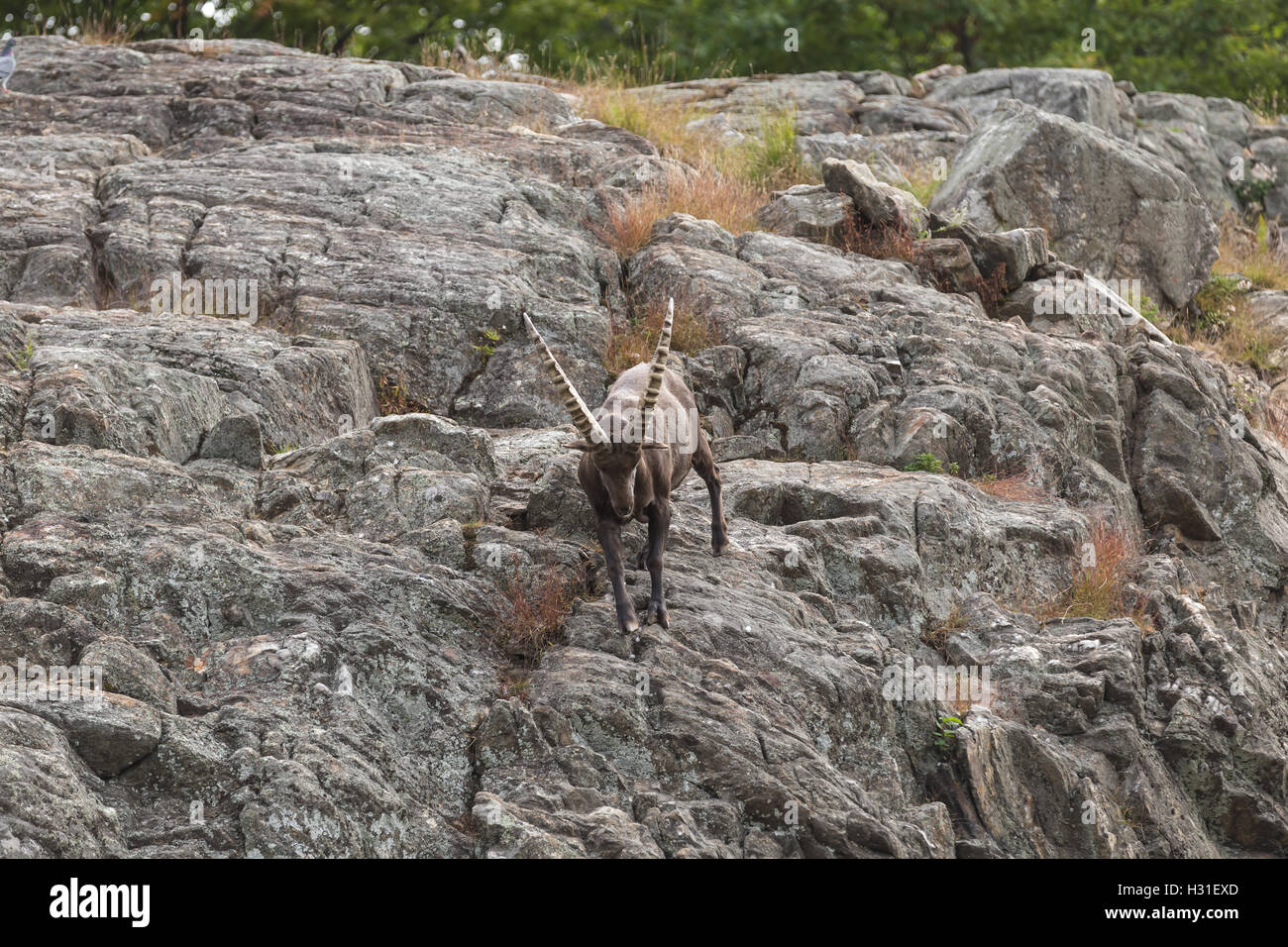 Cliff ibex hi-res stock photography and images - Alamy
