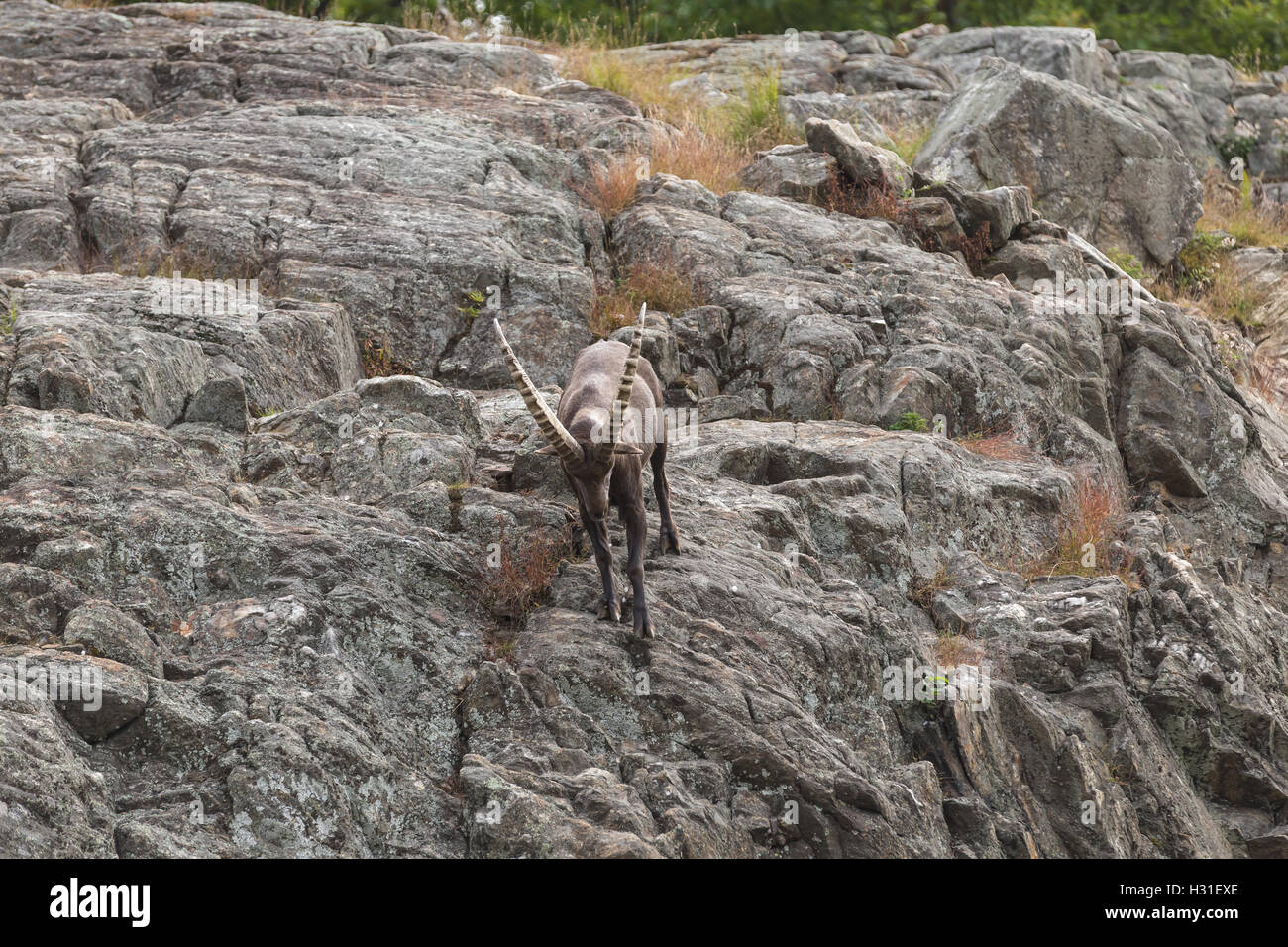 An Ibex on a cliff Stock Photo - Alamy