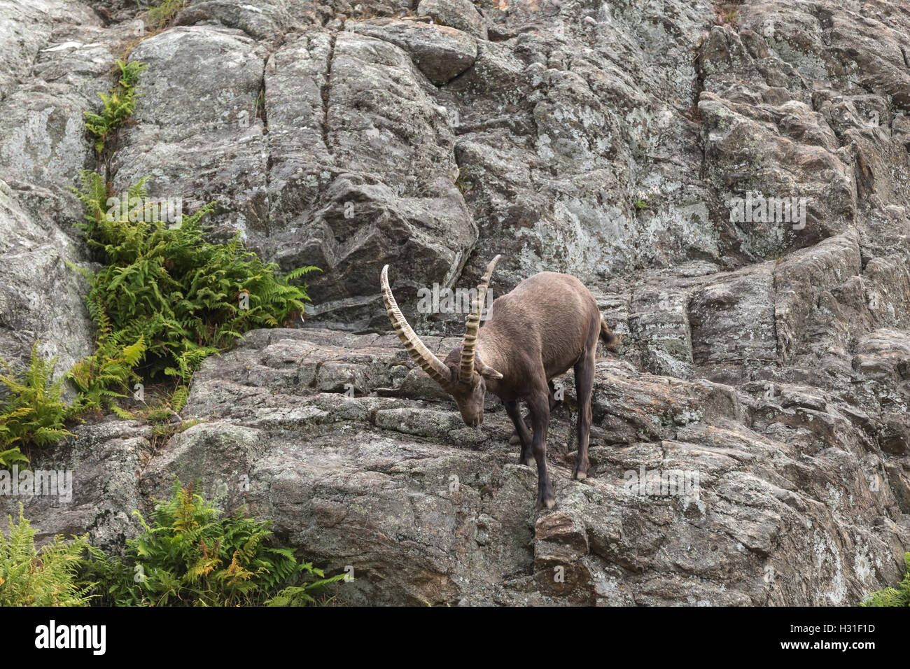 Cliff ibex hi-res stock photography and images - Alamy