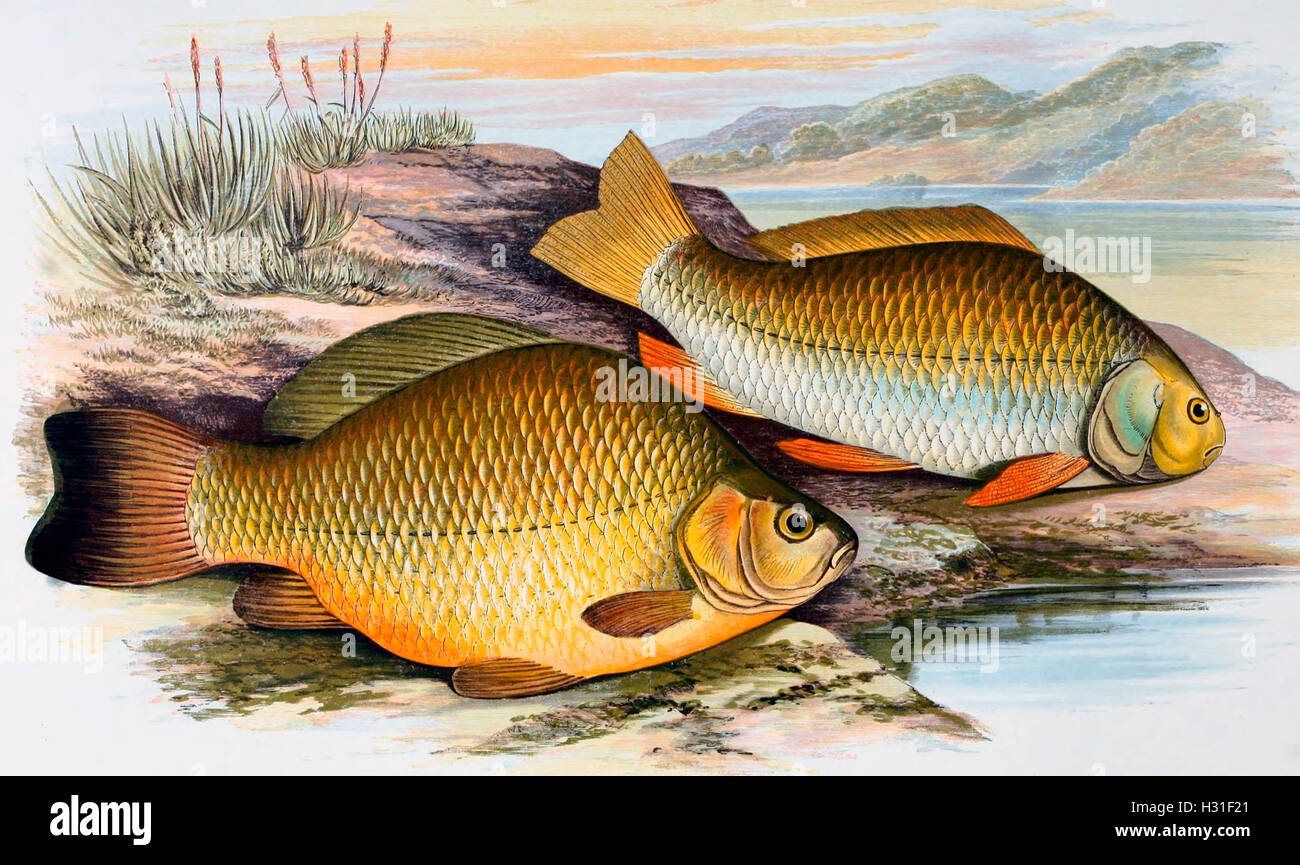 Carp illustration hi-res stock photography and images - Alamy