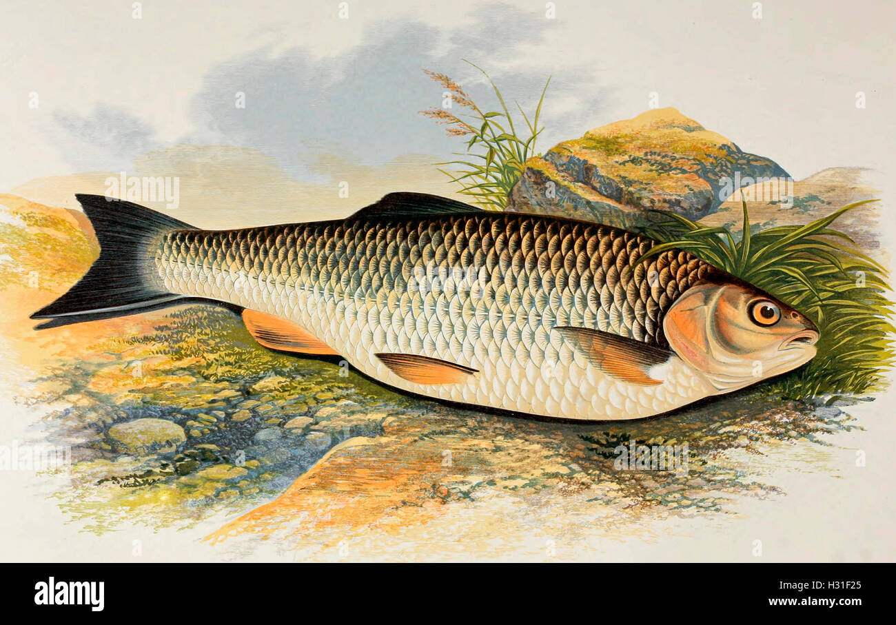 Chub fish painting hi-res stock photography and images - Alamy