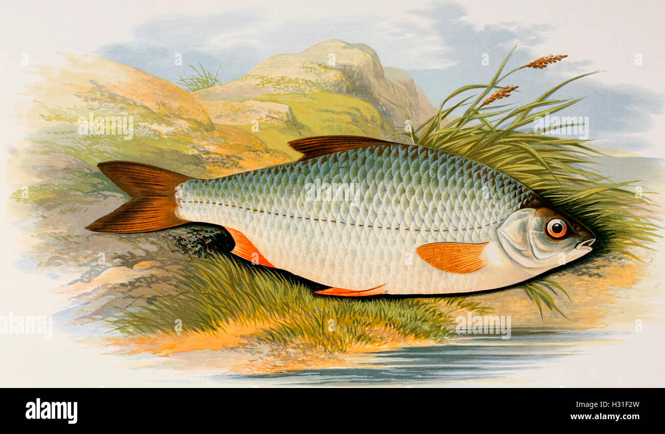 Roach fish painting hi-res stock photography and images - Alamy