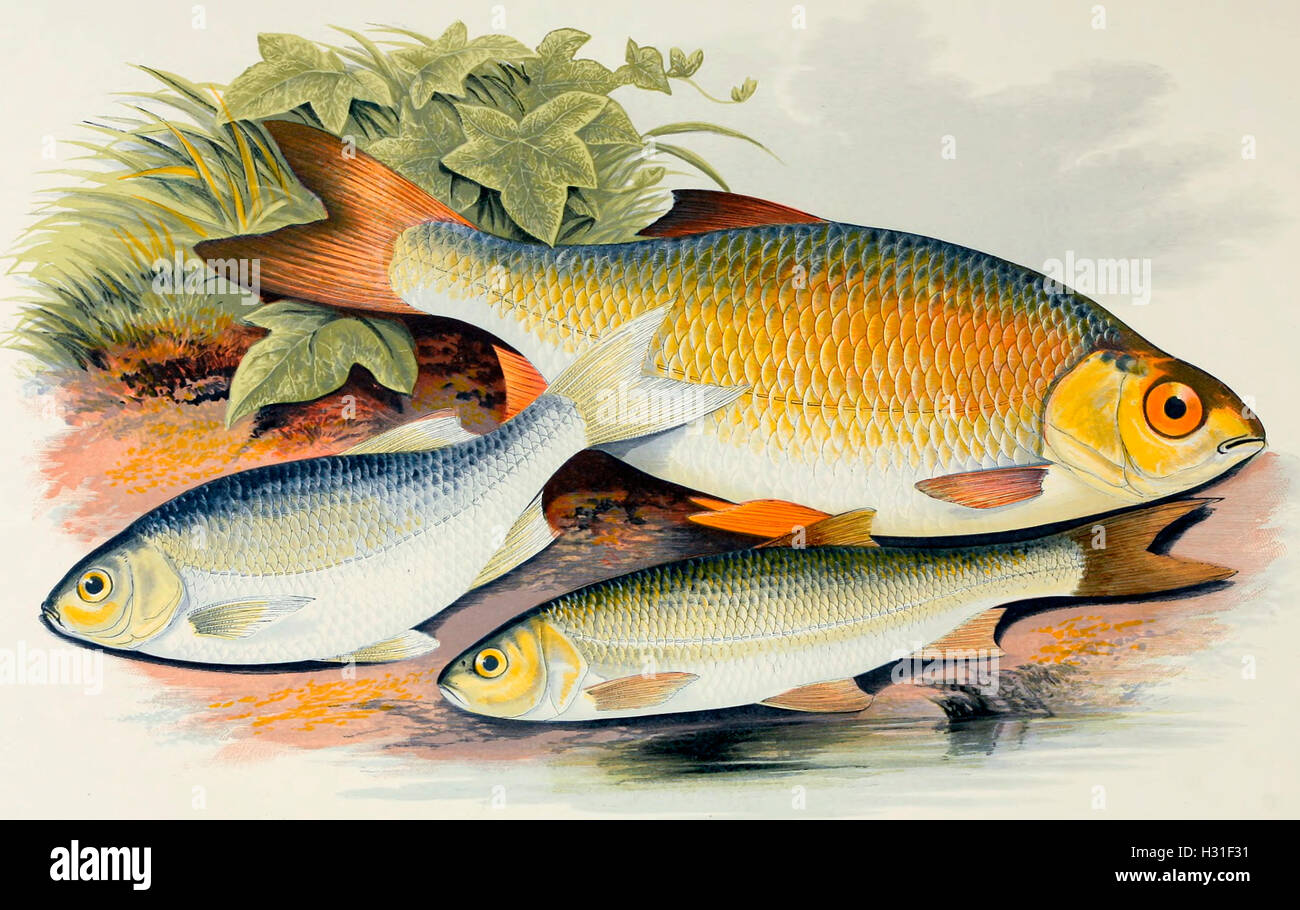 Azurine, Dobule, and Budd Fish Stock Photo - Alamy