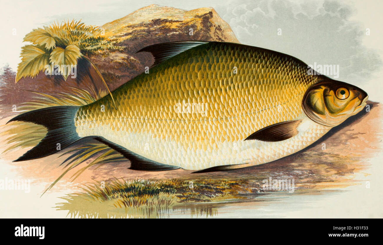 Bream illustration hi-res stock photography and images - Alamy