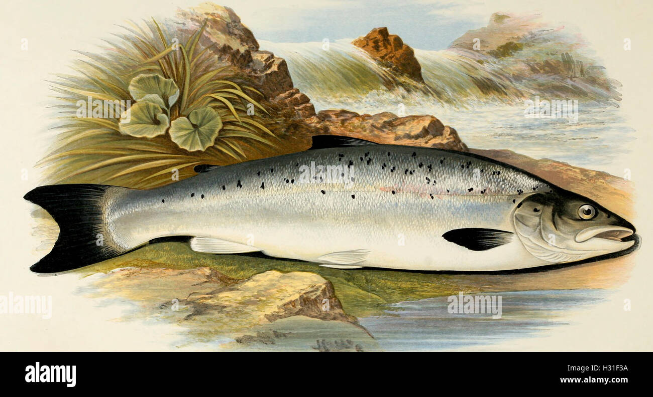 Grisle or Young Salmon Stock Photo - Alamy