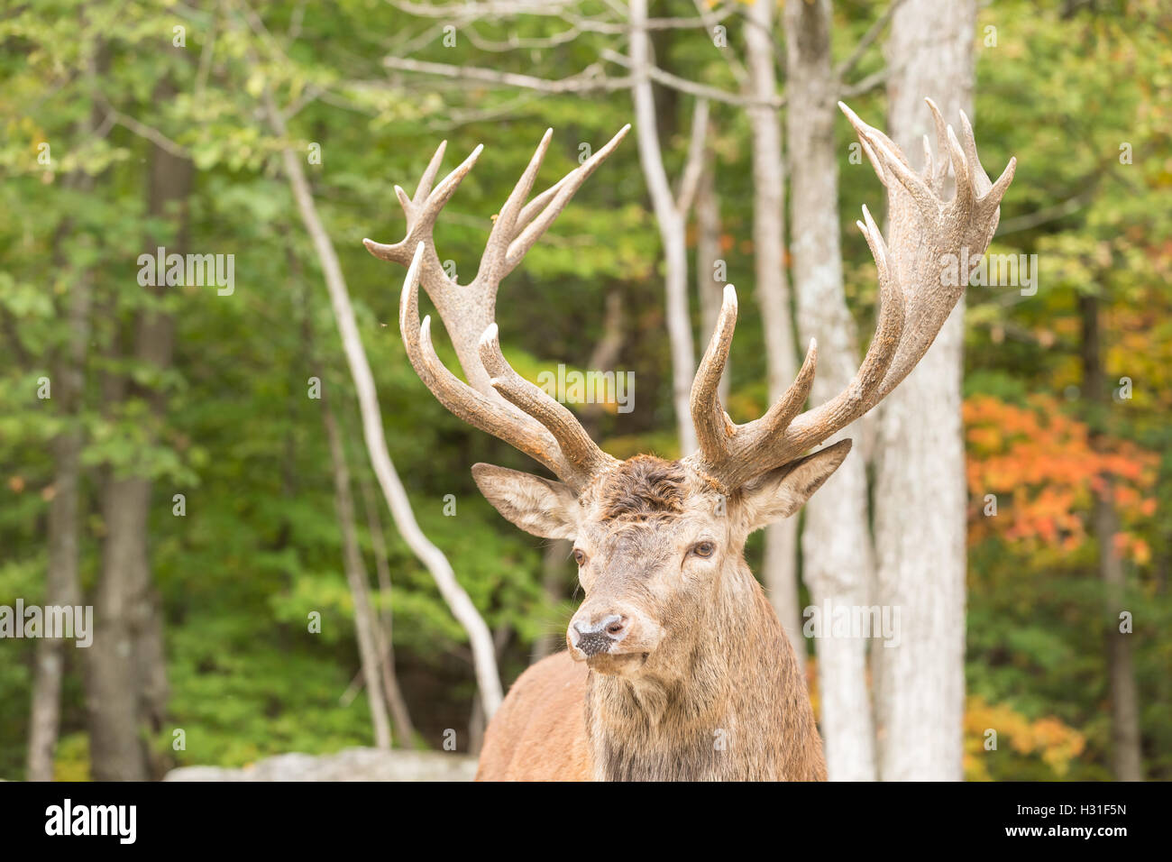 Large deer hi-res stock photography and images - Alamy