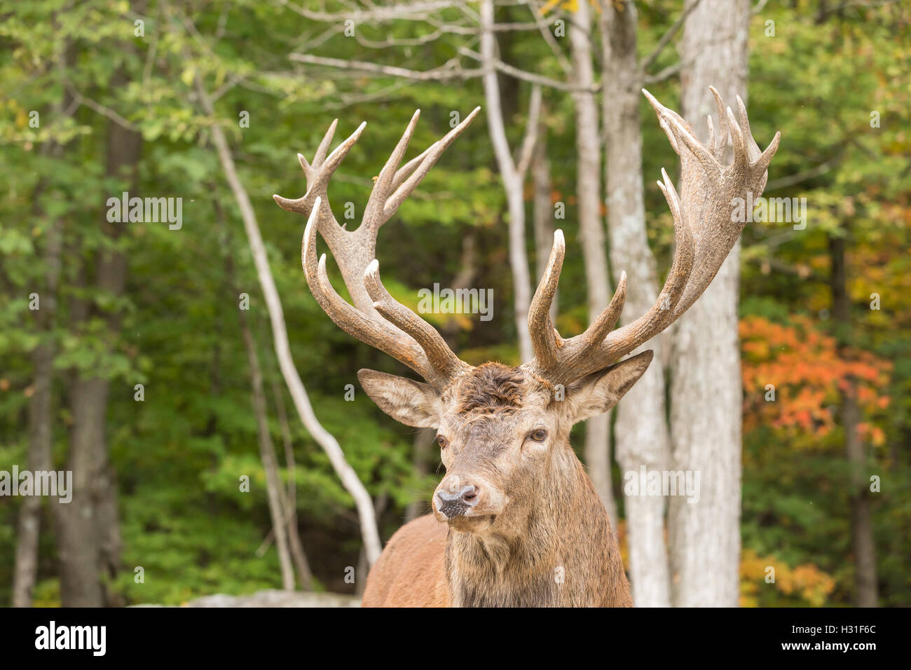 A lone, large deer in a fall forest Stock Photo - Alamy