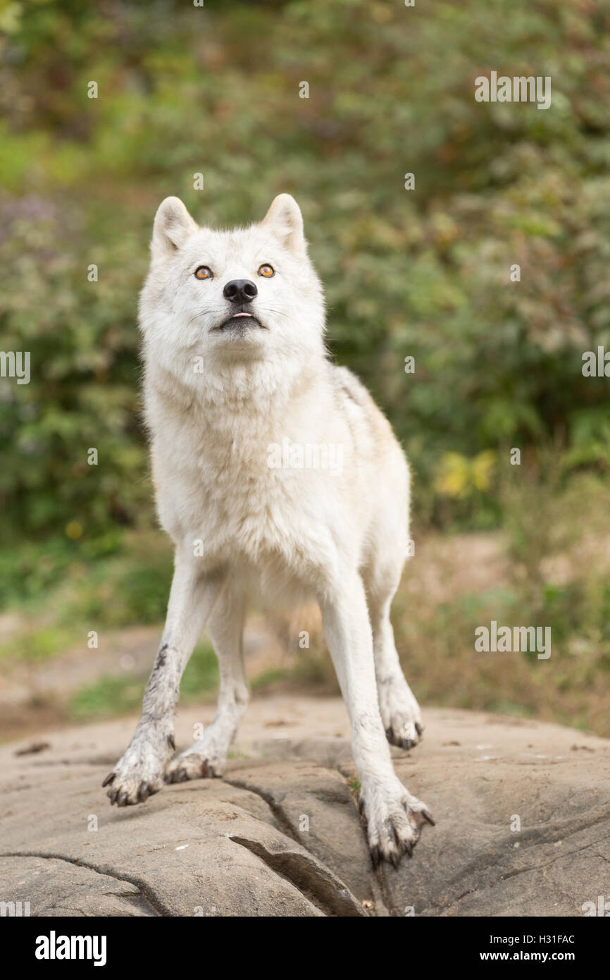 An Arctic Wolf in a fall forest Stock Photo - Alamy