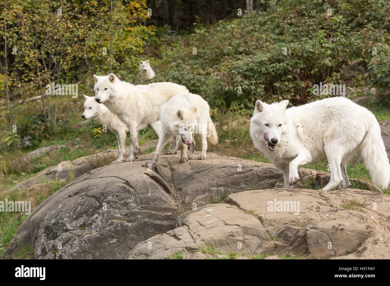 An Arctic Wolf in a fall forest Stock Photo - Alamy