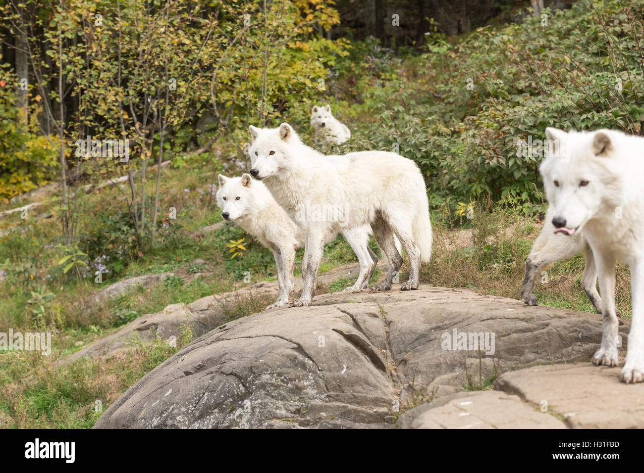 An Arctic Wolf in a fall forest Stock Photo - Alamy