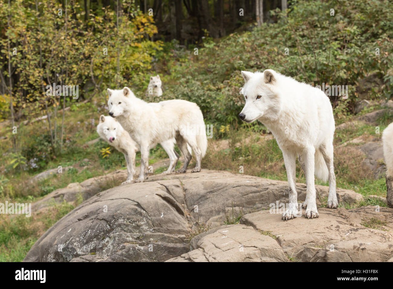 An Arctic Wolf in a fall forest Stock Photo - Alamy